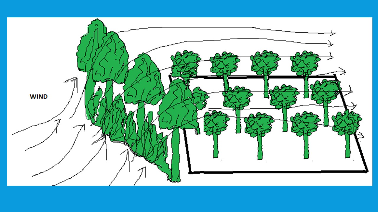 Wind Break for Orchards