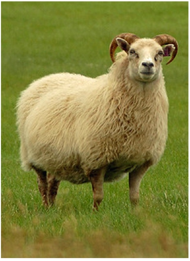 Thirteen Sheep Breeds Popular in the United States | Big Picture ...