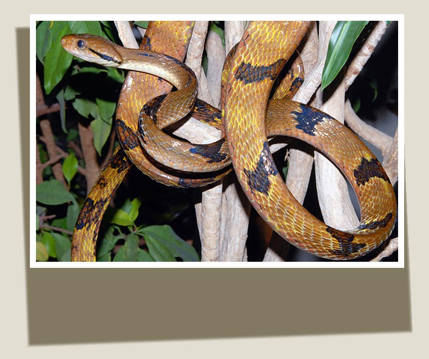 BALI RETREAT PLANNING: VENOMOUS SNAKES IN BALI