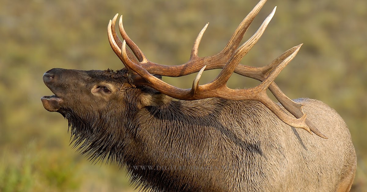 Elk | Animal Amazing & Interesting Facts | The Wildlife