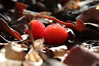 Mots posés en chemin: Le rideau est tombé