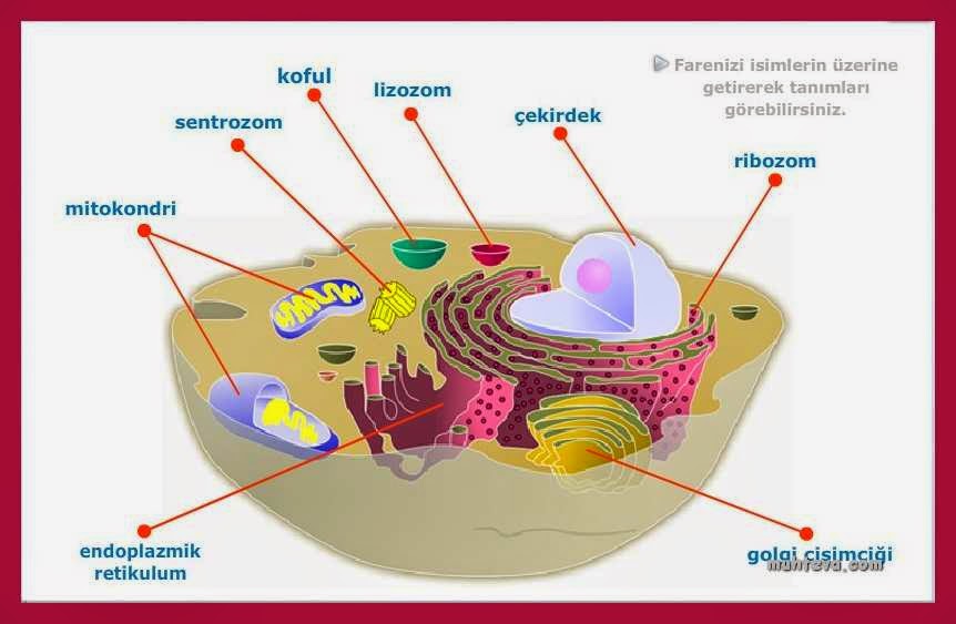 Sitoplazma ve Organeller 9.Sınıf Biyoloji 2.Ünite- | BİYOLOJİ OKULU