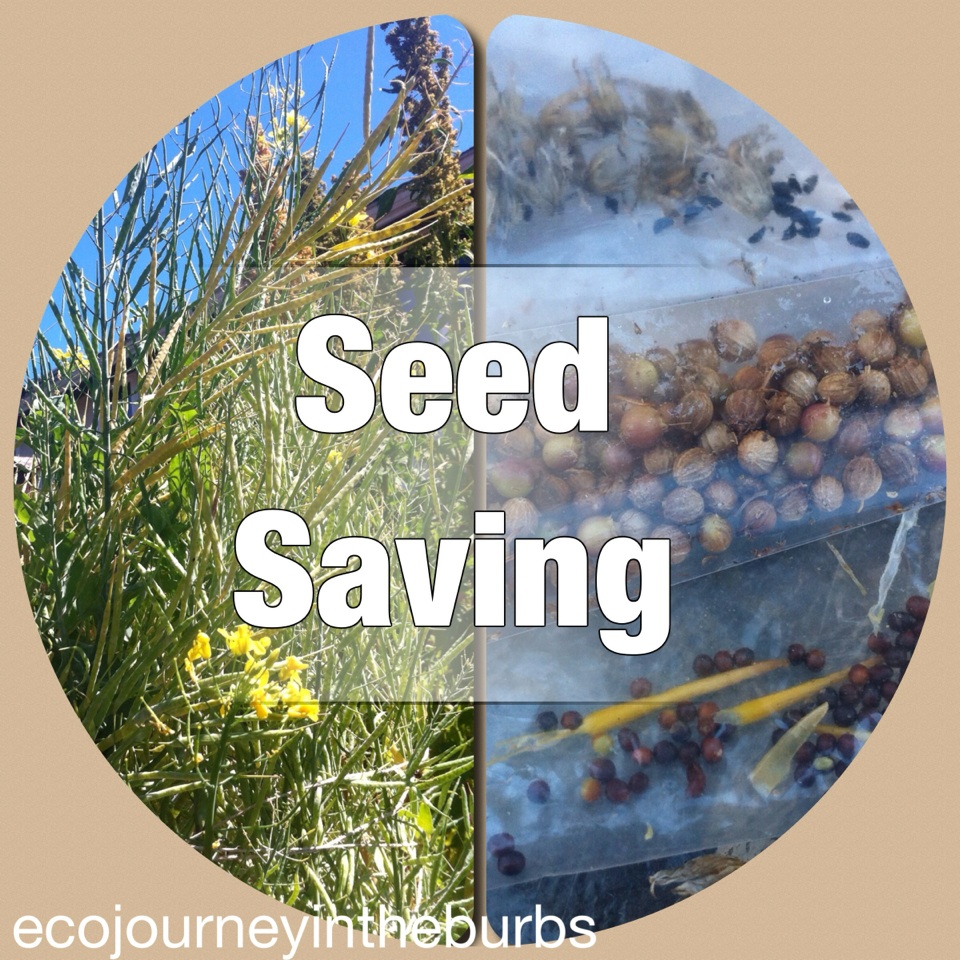 Eco Journey in the Burbs: Save Seeds, Save the World