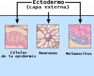 HISTO - EMBRIOLOGÍA : GASTRULACIÓN