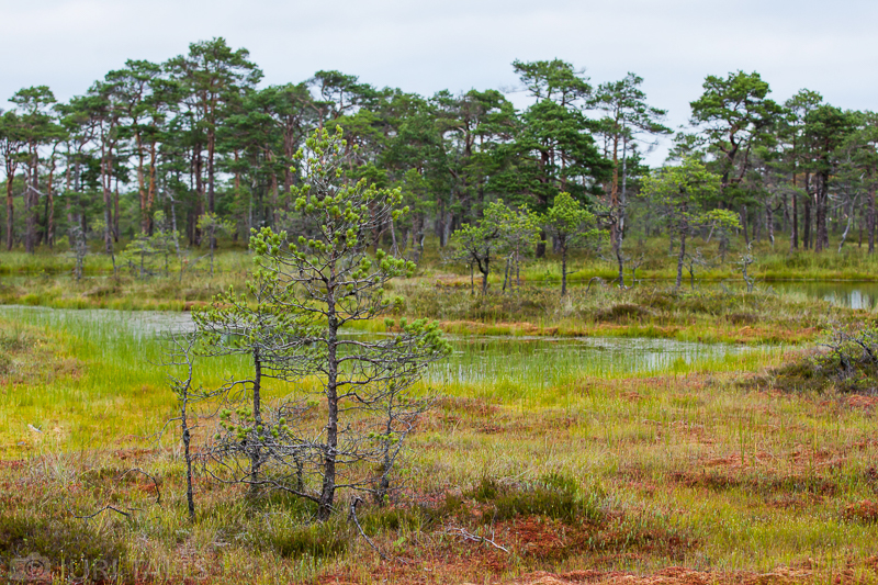 Minu hetked ...: Seli raba, Kilplala ja Äntu järved