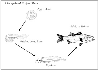 Zoology: fish life cycle
