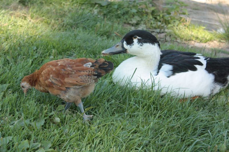 Pejzaż wiejski: Kacze opowieści