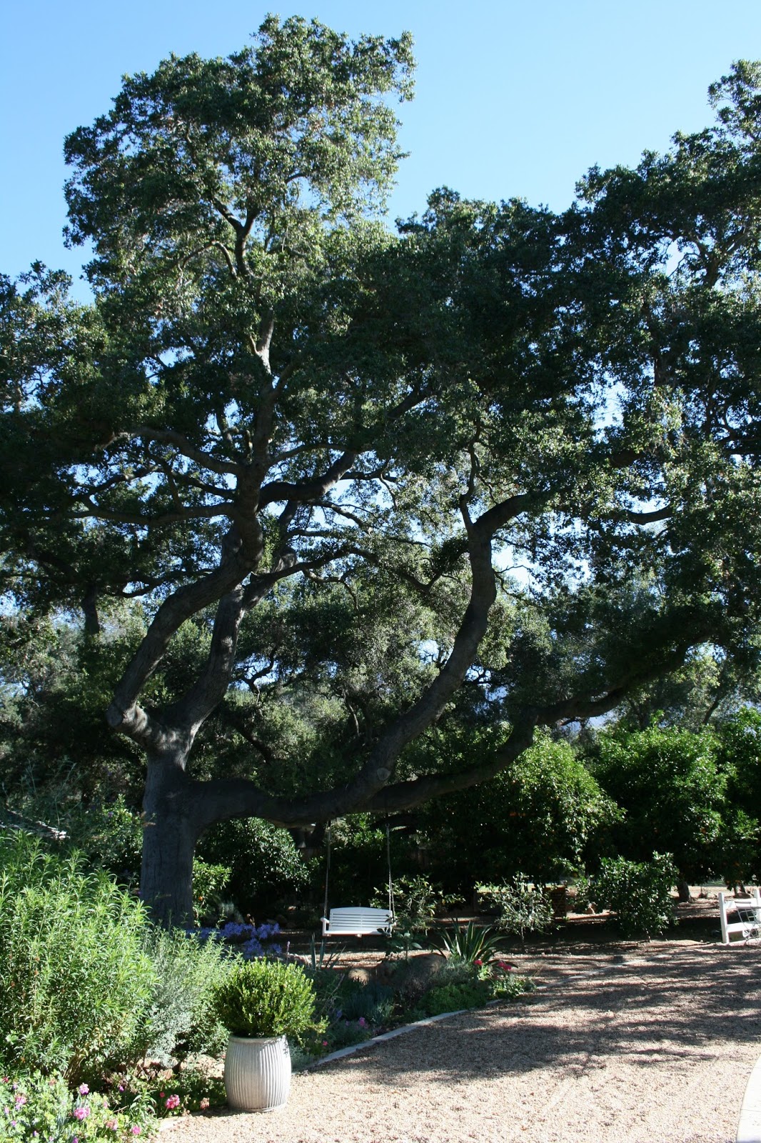 The Polished Pebble: Trees