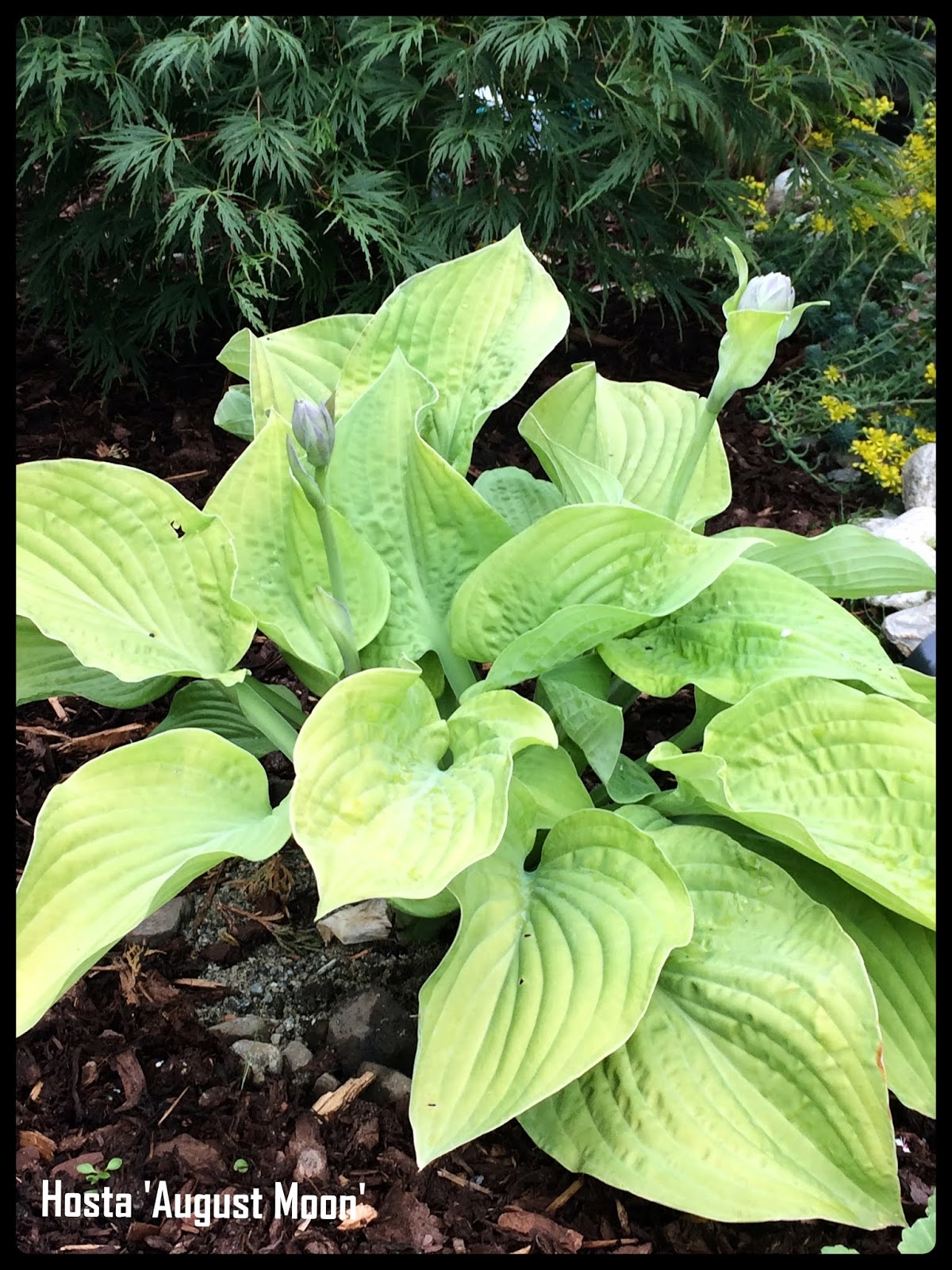 Hagetrollet, Husnissen og Hunden: Hosta 'August Moon'