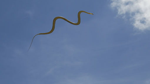 Sharing Planet With Animals: Can snakes fly in air?