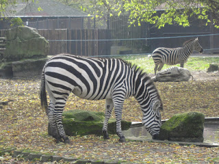 Picketts in Poland: We Return to the Warsaw Zoo...