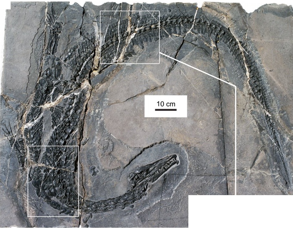 Species New to Science: [Paleontology • 2016] Litorosuchus somnii • A ...