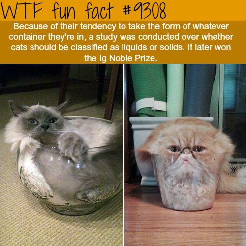 40 Interesting WTF Fun Facts That You Probably Didn't Know | Amazing WTF Facts