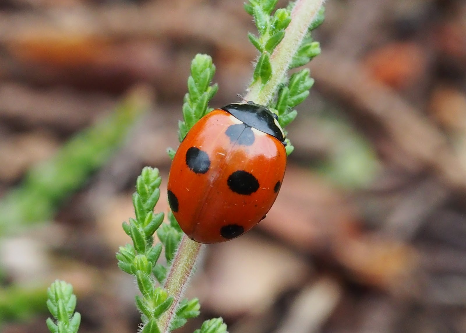 Bill's Birding: Scarce 7-spot Ladybird