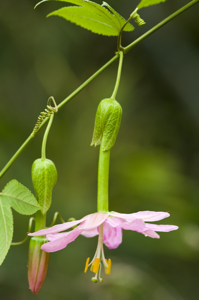 The 3 Foragers: Foraging for Wild, Natural, Organic Food: Wild Edibles ...