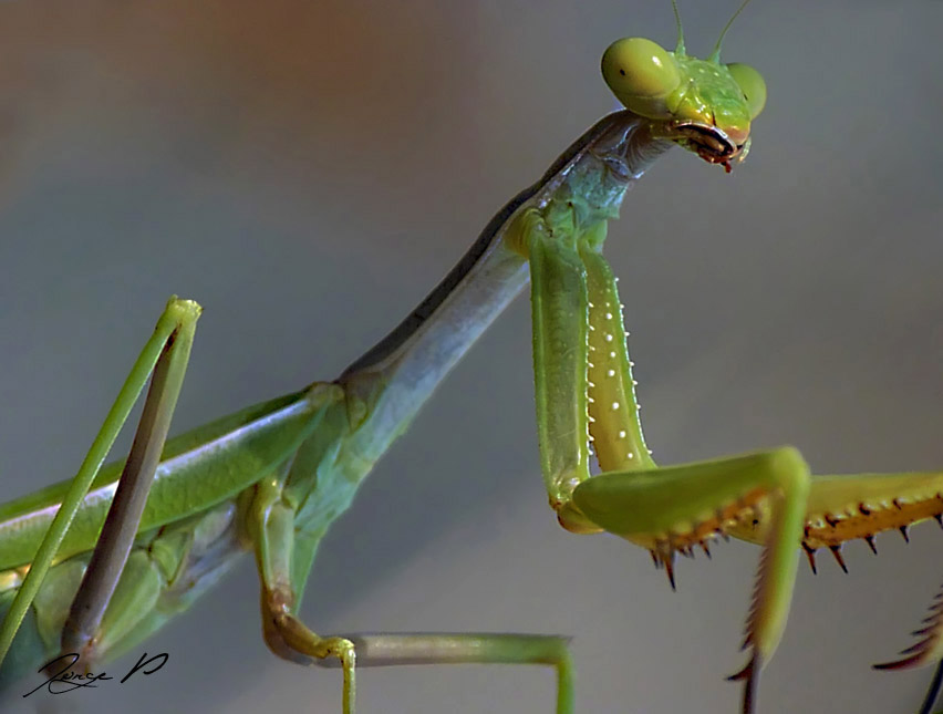 Conociendo a los animales: Mantis Religiosa
