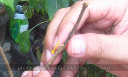 Practical Gardening: Cleft Grafting, Top-Wedge Graft or V-Graft - Part 3