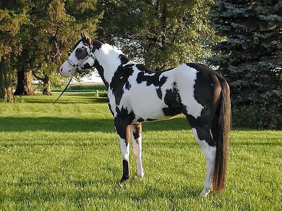 Los Caballos: Pelajes: Overo