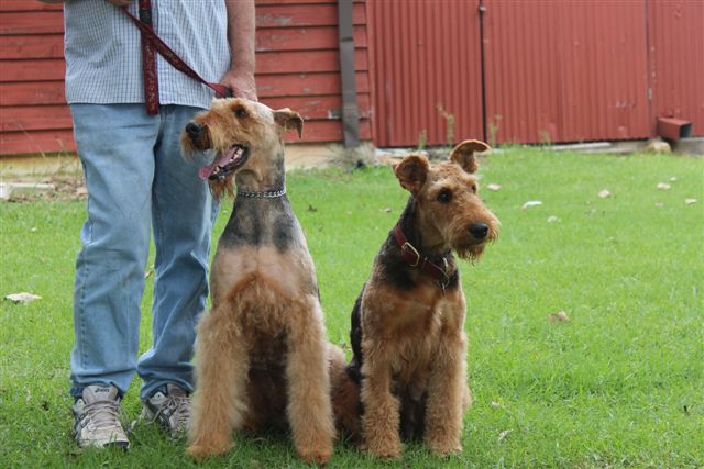The Rubydale Times: Airedale grooming day