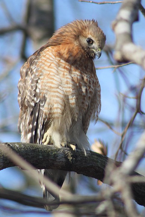 Sylvan Heights Blog: Native Wildlife at Sylvan Heights
