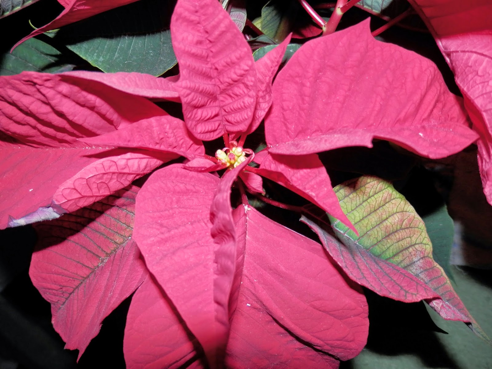 Perfumes y luces de Extremadura: Flor de Pascua, Euphorbia pulcherrima ...