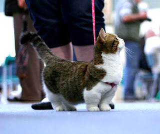 Mengenal Kucing Munchkin | POJOK KUCING