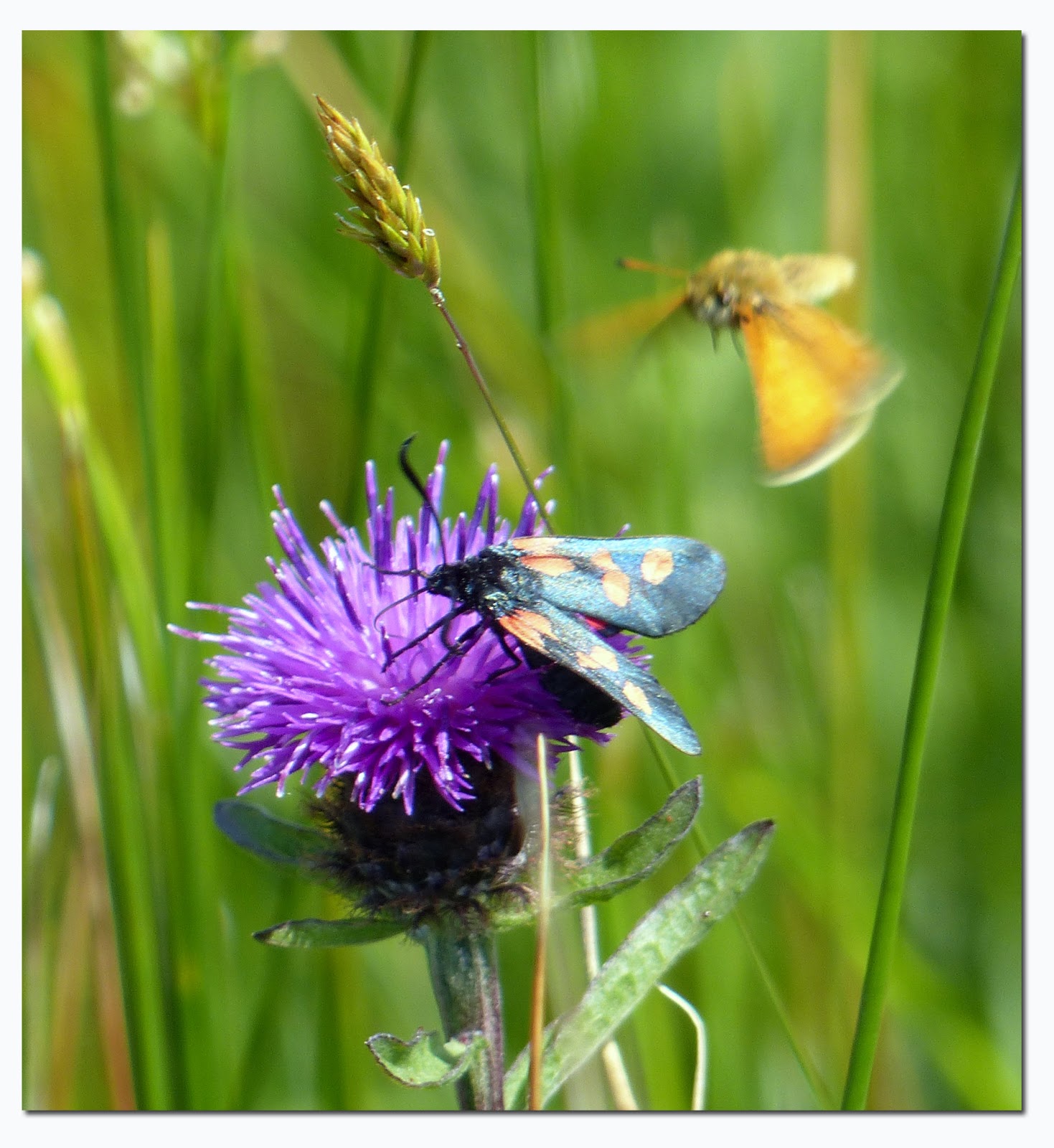 Wild and Wonderful: Butterflies and Moths ~ Burnet Moth at Carlton Marshes