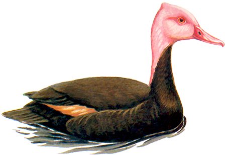 Abe's Animals: Extinct ducks
