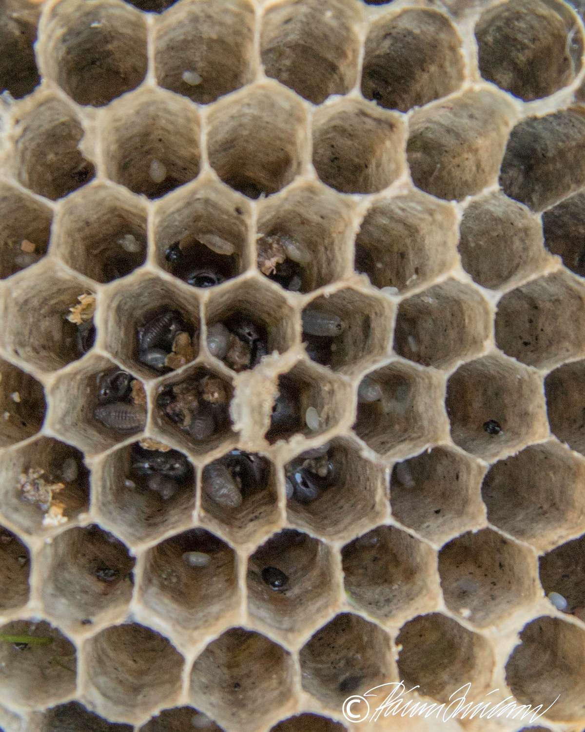 Höfuð Kvisthyltinga: Spennufíklarnir, sonabörnin (2)