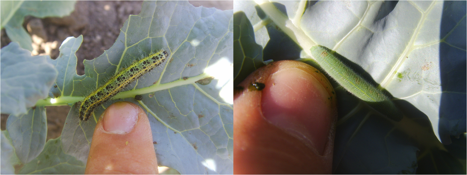 El ingeniero y el abuelo: EL TEMIDO GUSANO DE LA COL