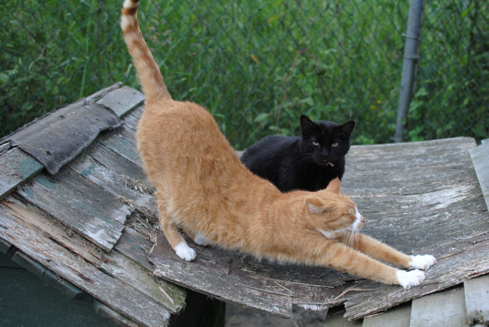 RAPS Cat Sanctuary » Roland