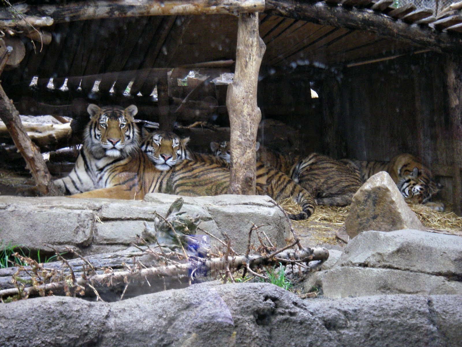 Clark Chaos: Zoo Trip!