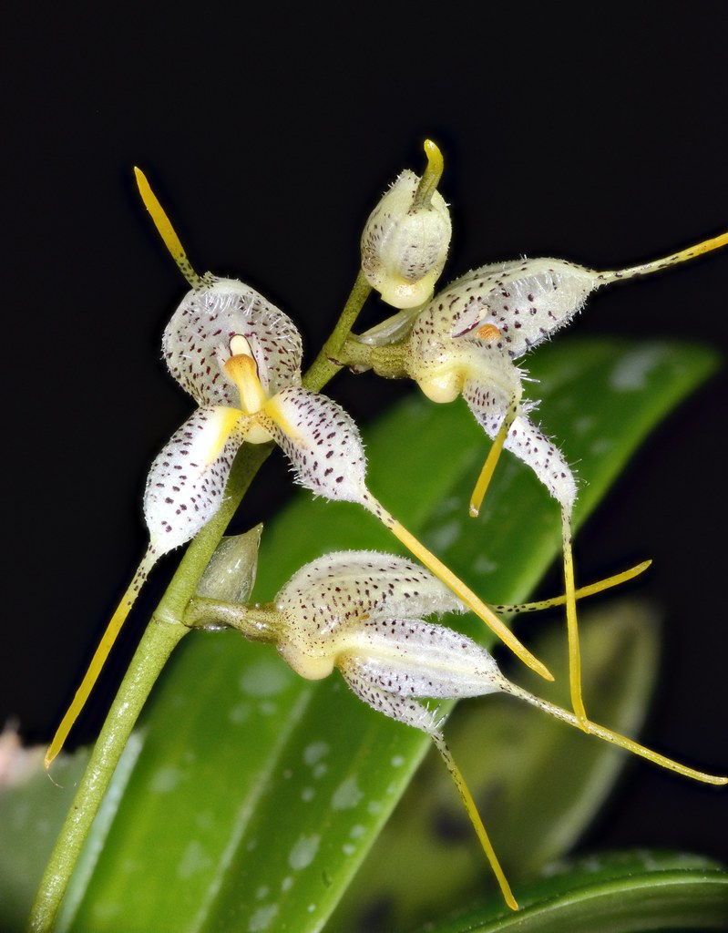 Masdevallia polysticta care and culture | Travaldo's blog