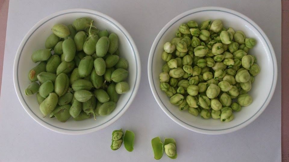 La historia de las plantas : diciembre 2015