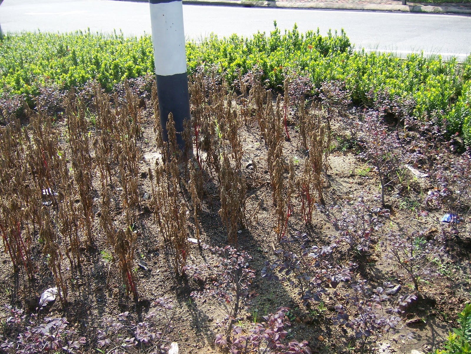 Pokok Bunga Mati Terbiar Begitu Saja | Penyelia DUN Bukit Baru
