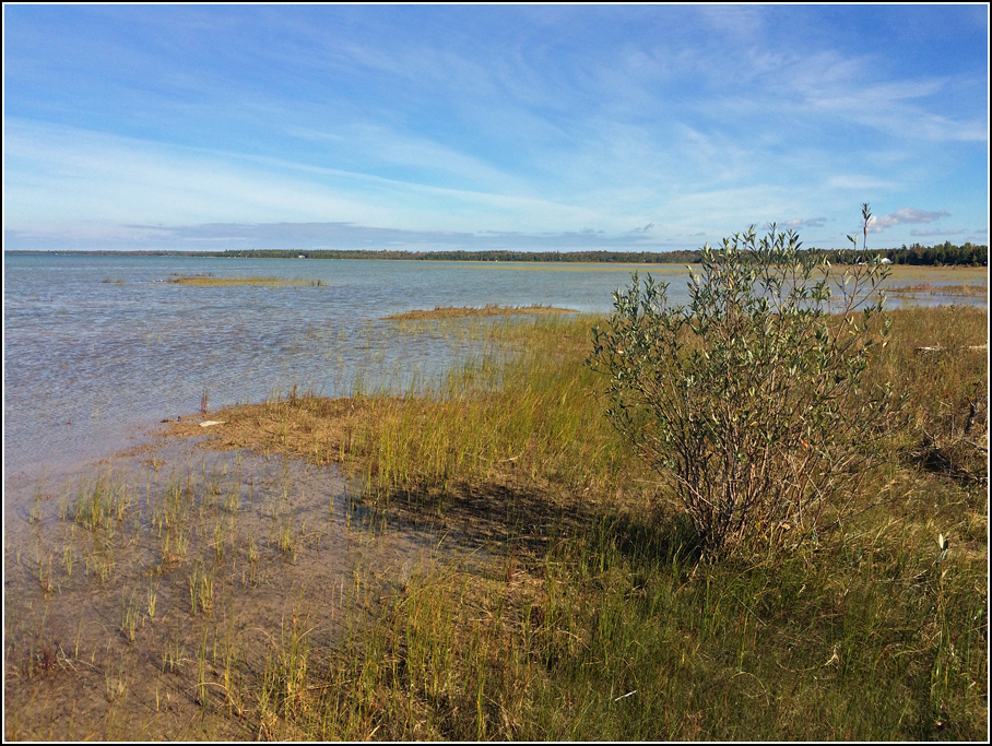 Explorations of an Ecologist: Nelson's Sparrow at Oliphant, Bruce Peninsula