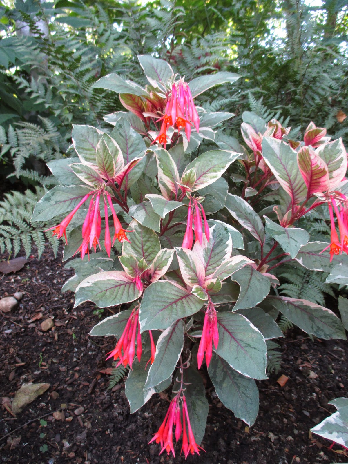 Rotary Botanical Gardens - Hort Blog: Another Day In Paradise