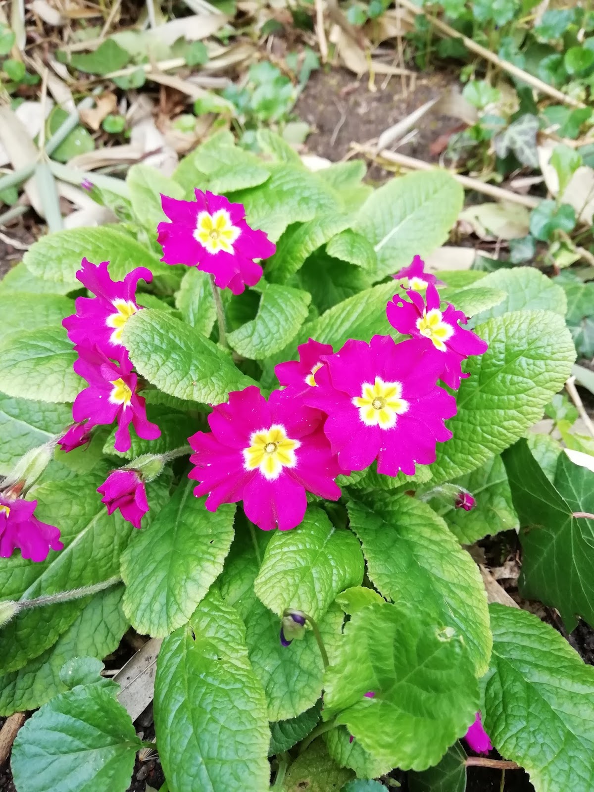 Primevère des jardins, Primula, Famille Primulacées Primevère des jardins, Primula, Famille Primulacées