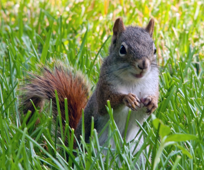 Me, Boomer and The Vermilon River: Scenes, Birds , Flowers, Turtles and ...