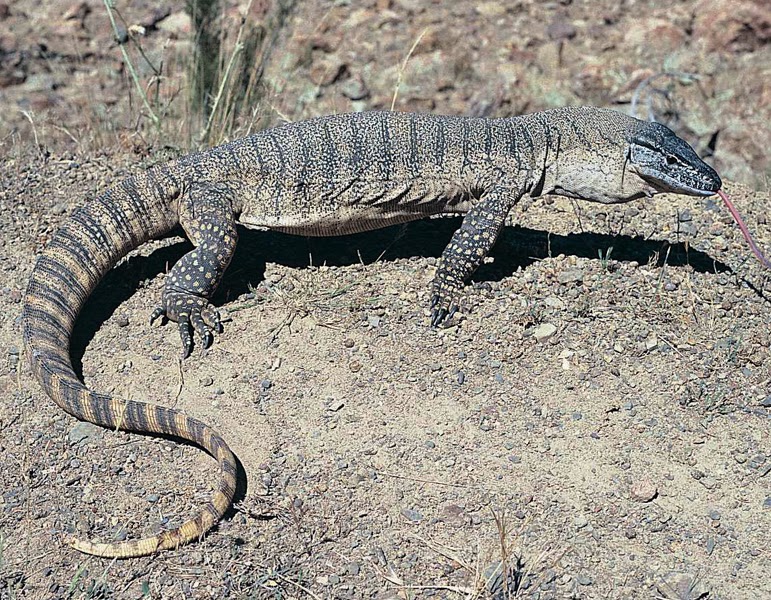 Jenis - Jenis Varanus ( Genus Varanidae ) di Dunia: Jenis - jenis atau ...