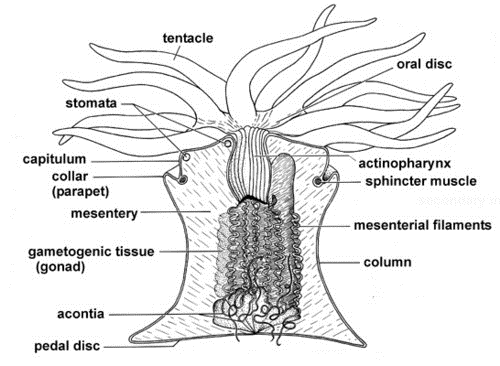 Jimet's Blog: Makalah Biologi: Coelenterata