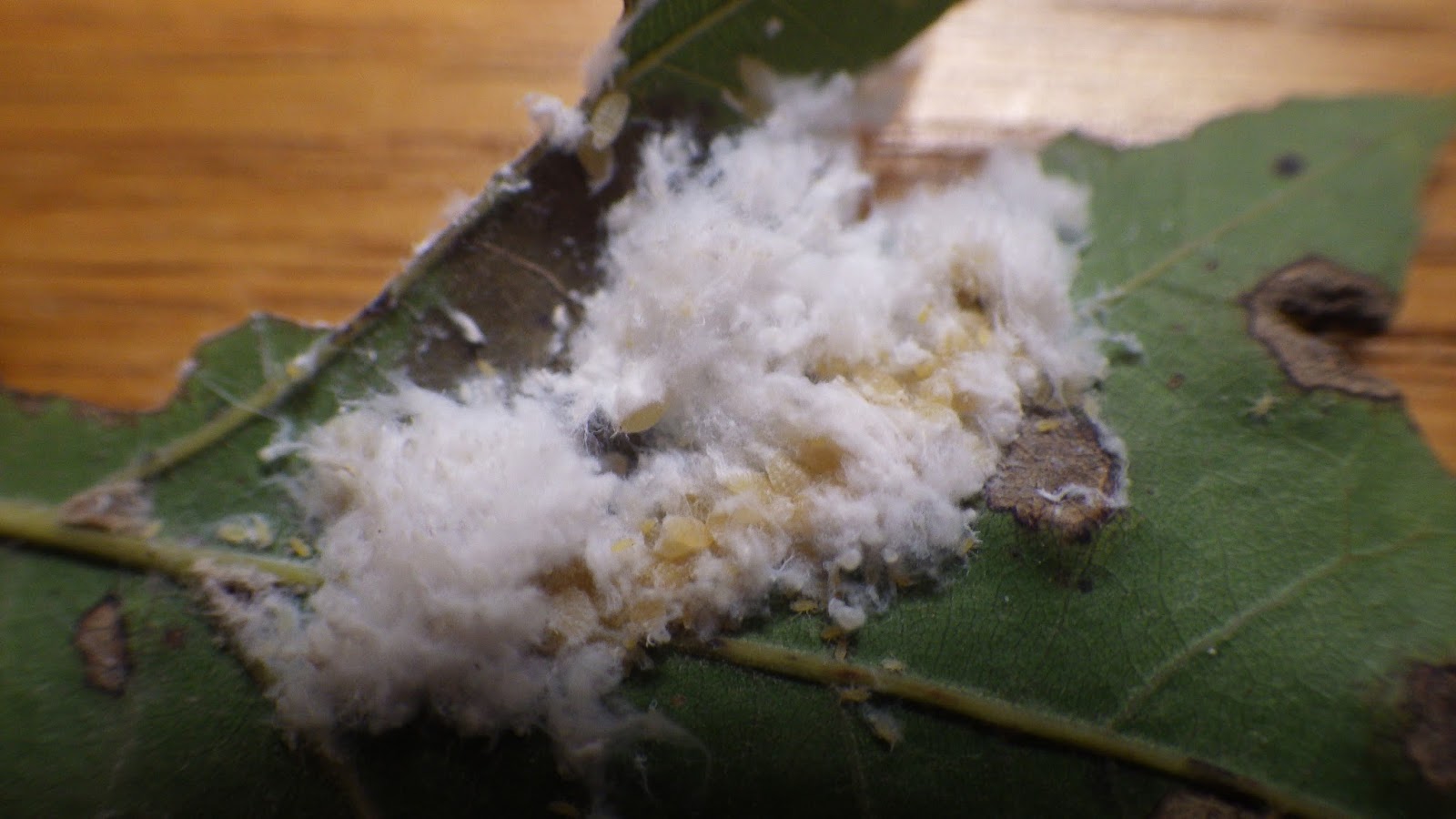 Upper Coast IPM: Woolly Oak Aphid
