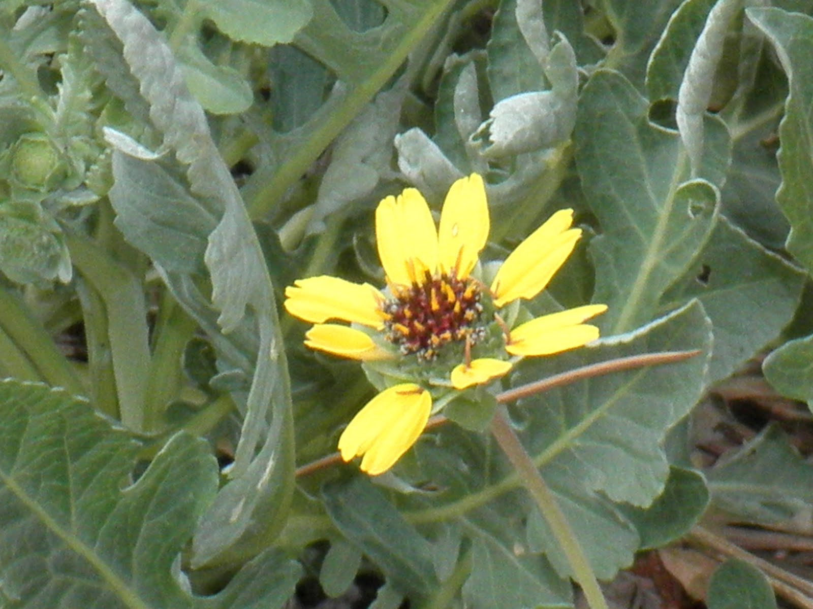 AP Biology Plant Collection Lab: Choclate Flower