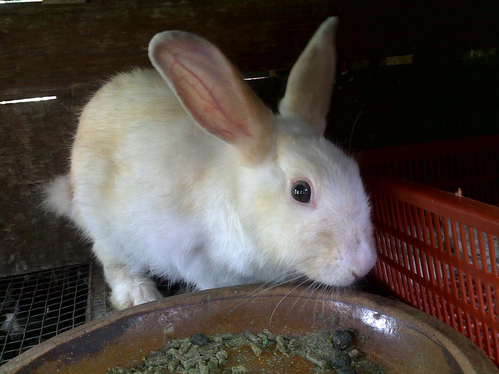 Reban Arnab!! | Jiwa Niaga