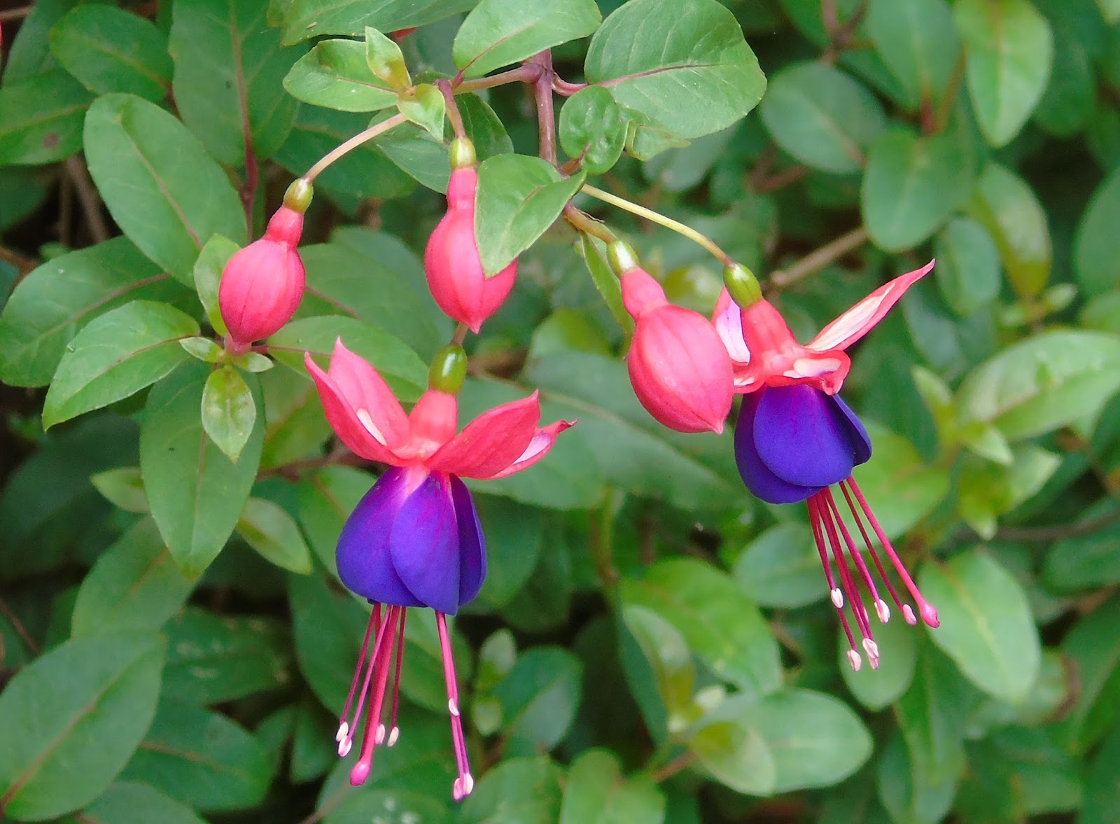 Brinco-de-princesa (Fuchsia spp.) | A planta da vez