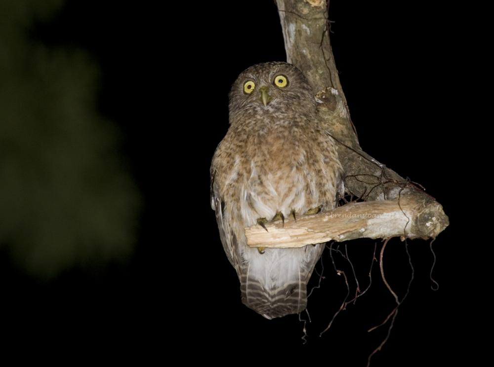 Tierra de lechuzas, búhos, mochuelos, autillos, cárabos: Ninox de ...