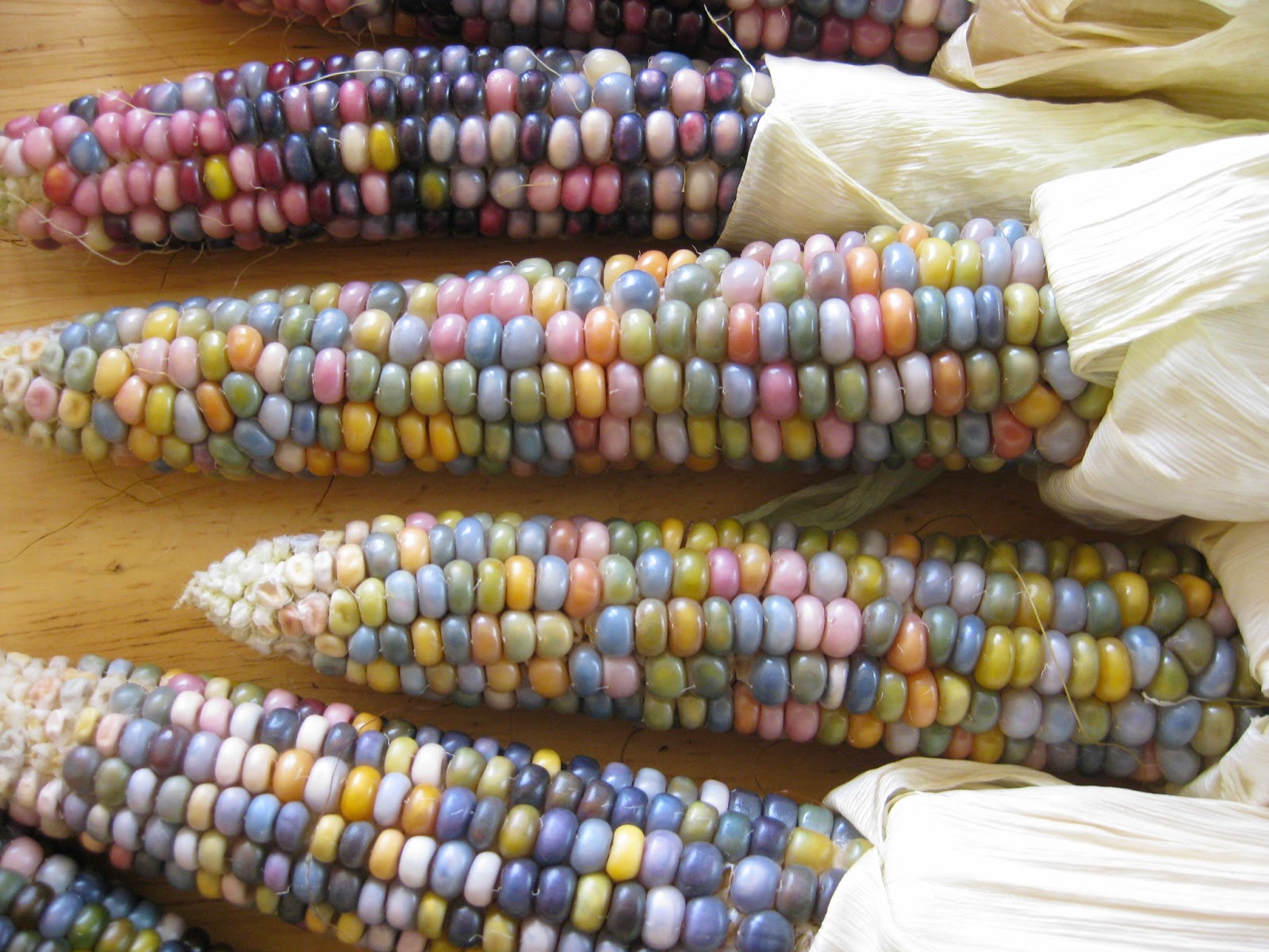 Mission Seeds: Painted Mountain Corn and Corn Bread
