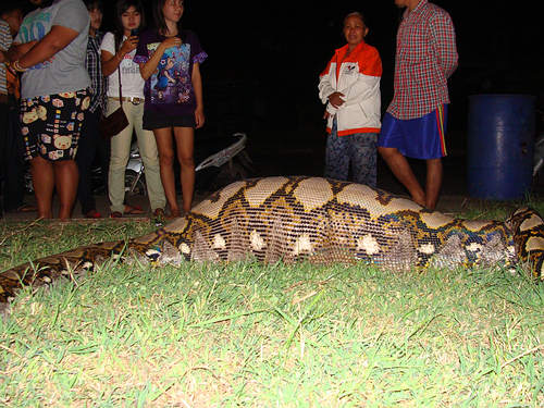 Ular Raksasa Terbesar Dan Terpanjang Di Dunia - Alam Mentari