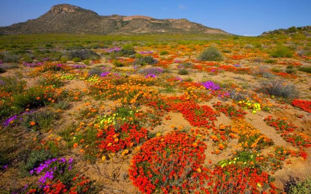 Namaqualand Wild Flower Tours: Namaqualand