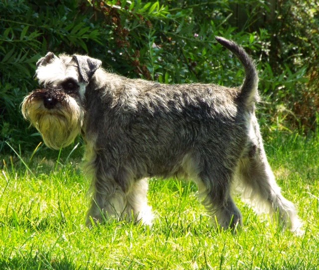 Life in the Doghouse: A Little History of the Schnauzer